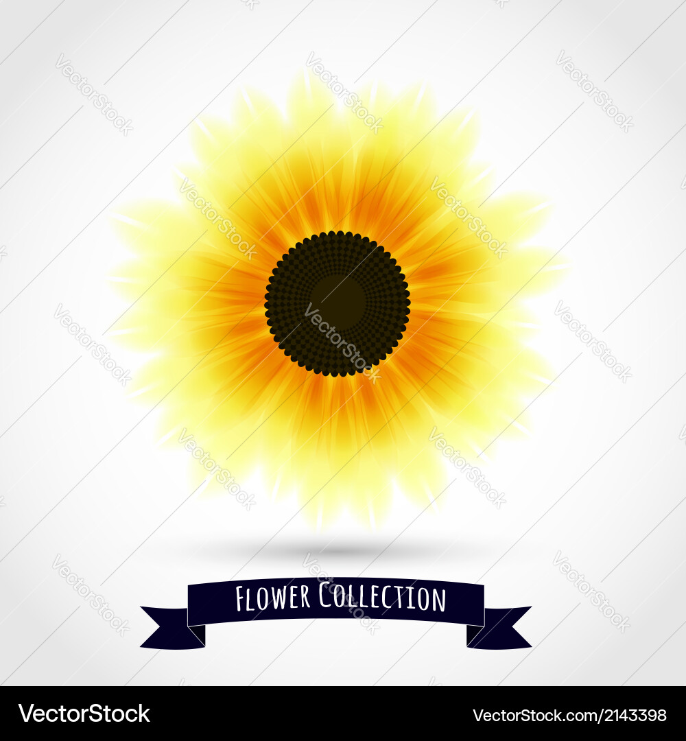 Colorful sunflower isolated on white Royalty Free Vector