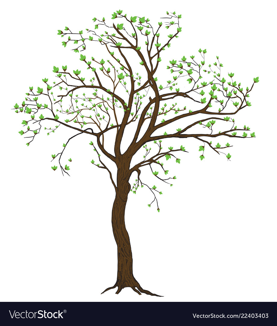 Isolated spring blooming tree Royalty Free Vector Image