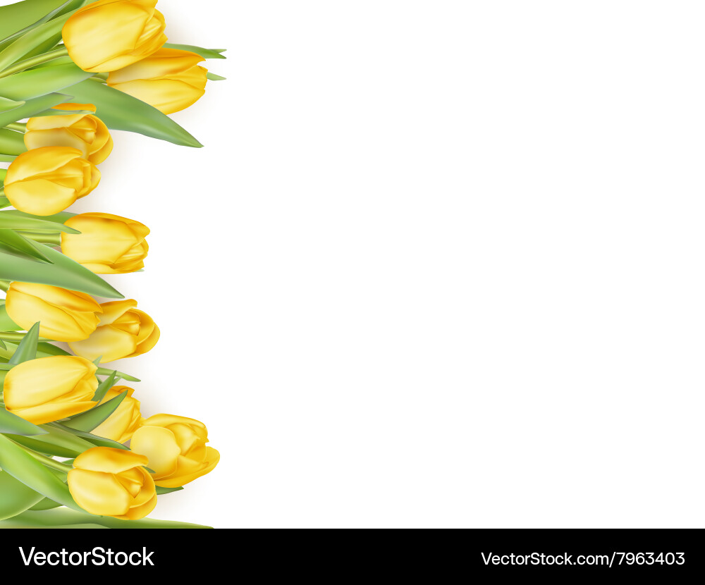 Isolated tulip frame eps 10 Royalty Free Vector Image