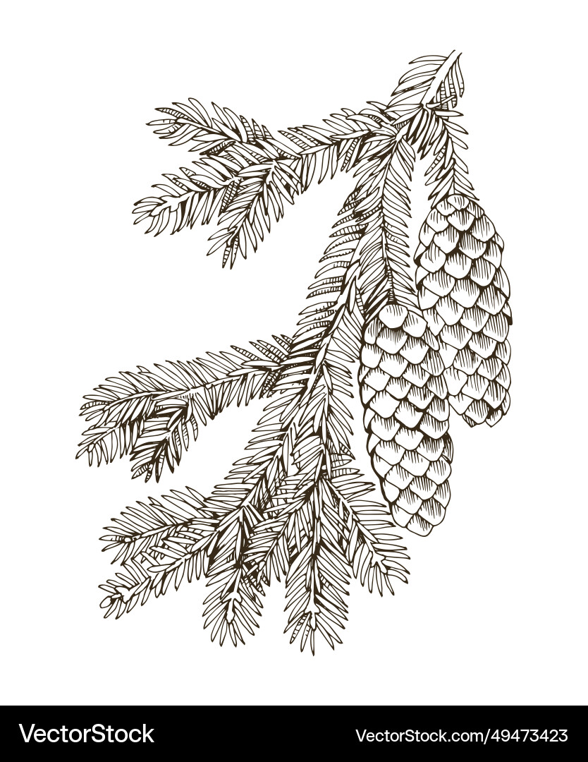 Hand drawn siberian fir tree branch Royalty Free Vector