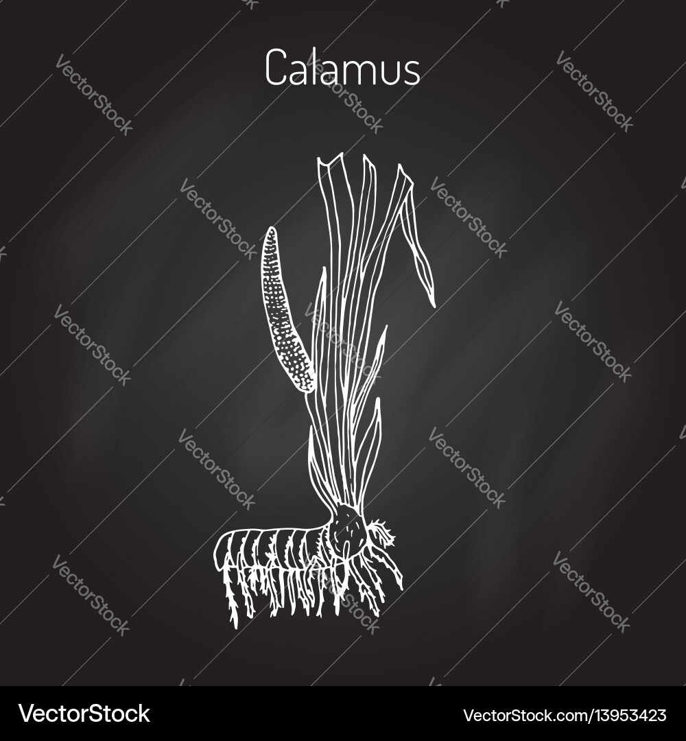 Leaves and root acorus calamus Royalty Free Vector Image