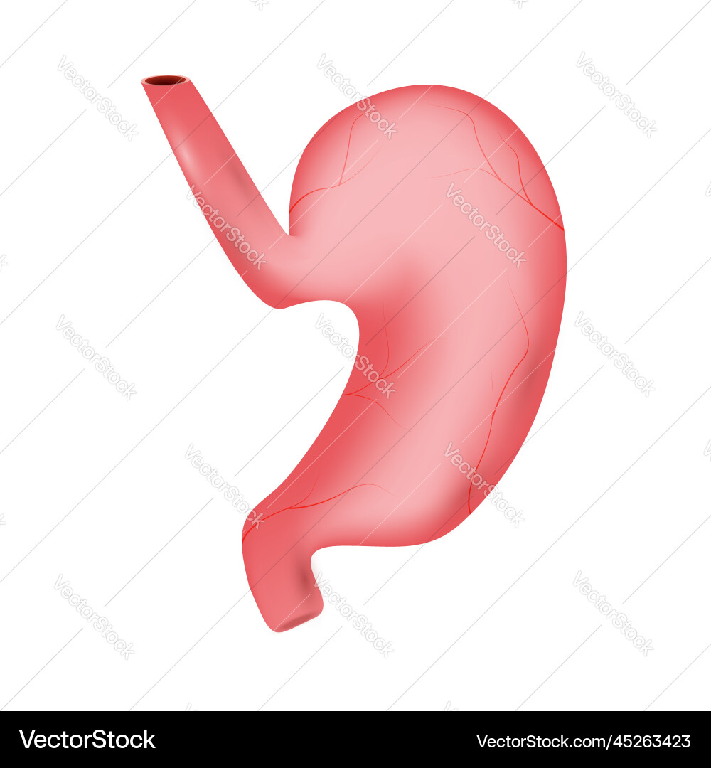 Stomach of human digestive system realistic Vector Image
