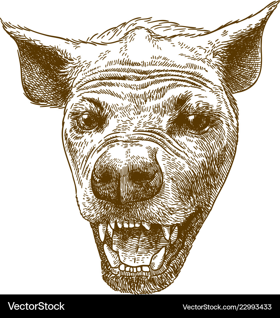 Engraving of spotted hyena head Royalty Free Vector Image