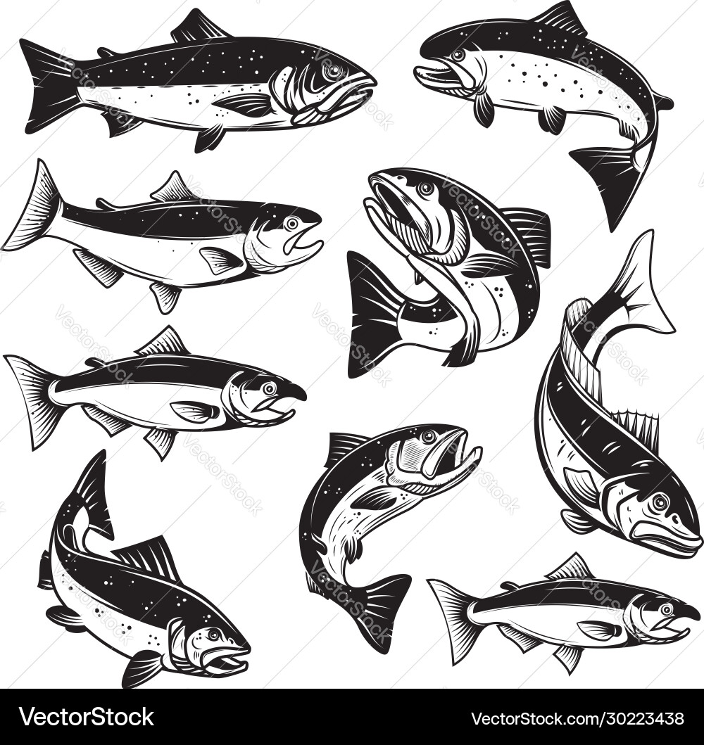 Set salmon fish in engraving style design Vector Image
