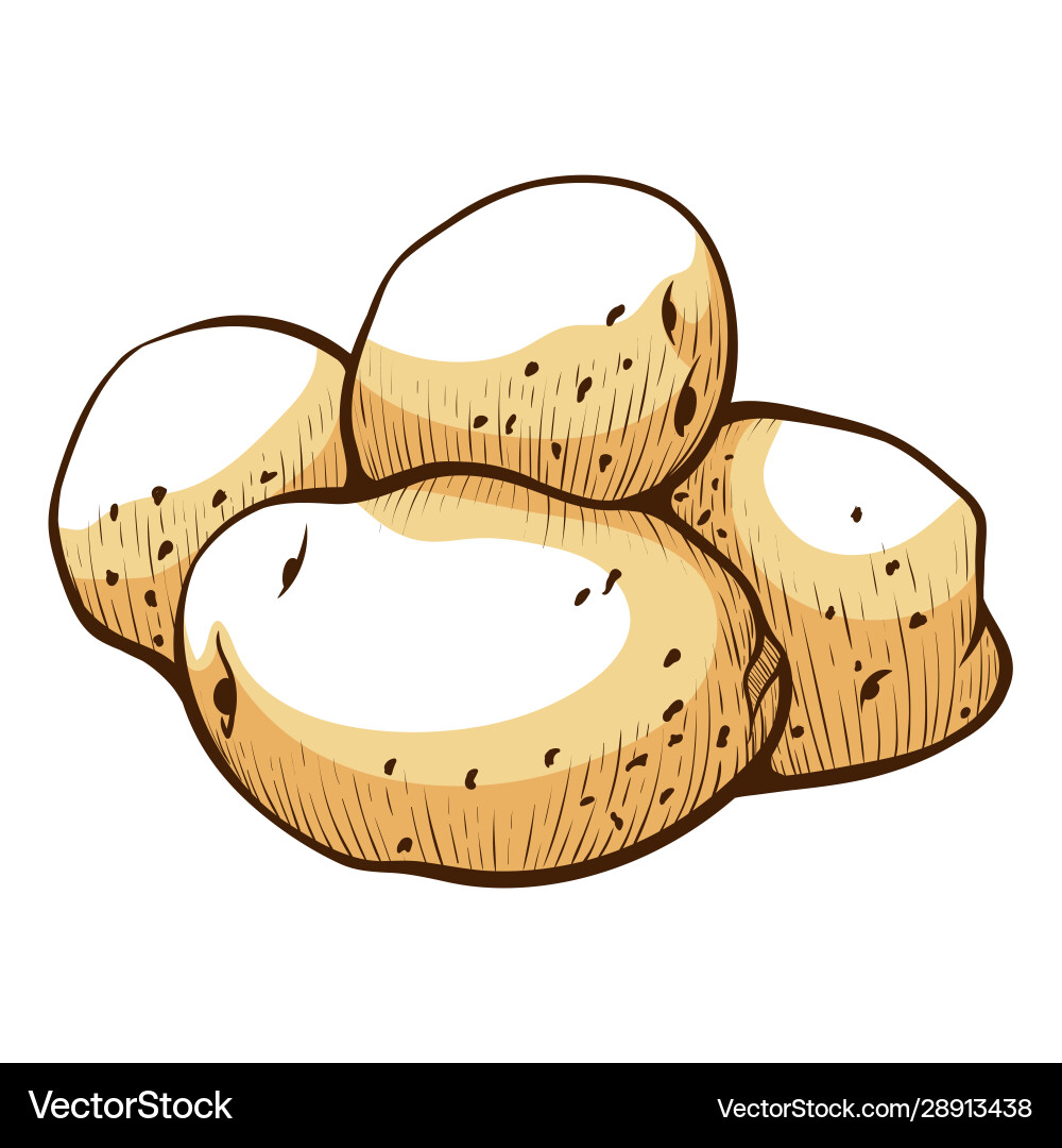 Unpeeled raw potatoes hand drawn Royalty Free Vector Image