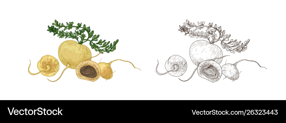Set colorful and monochrome drawings maca Vector Image