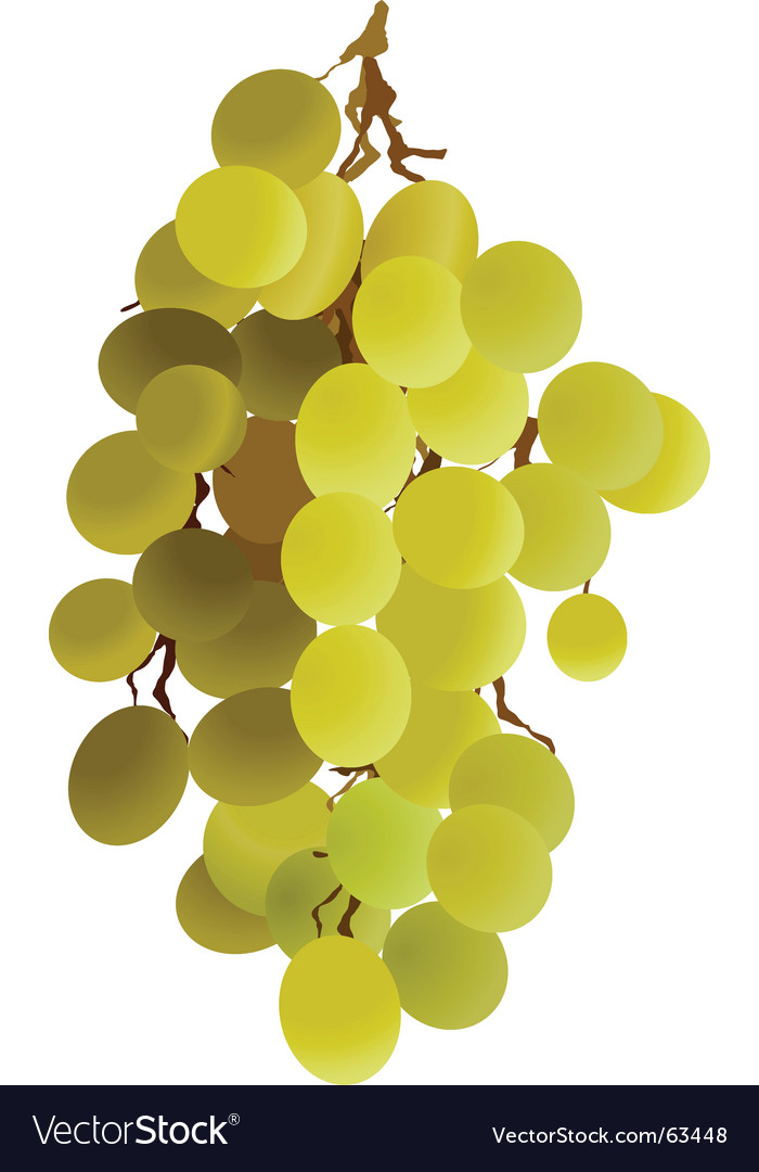 Grapes Royalty Free Vector Image - VectorStock