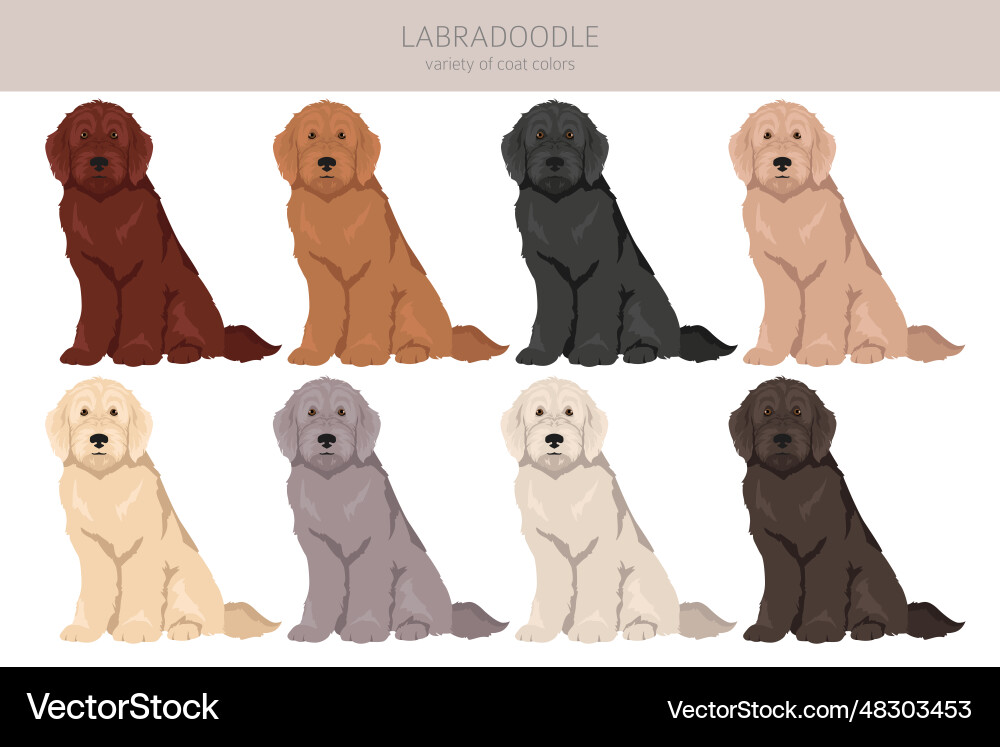 Labradoodle clipart different poses coat colors Vector Image