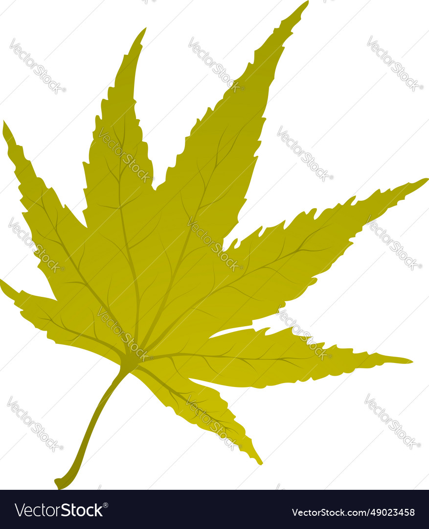 Maple autumn leaf Royalty Free Vector Image - VectorStock