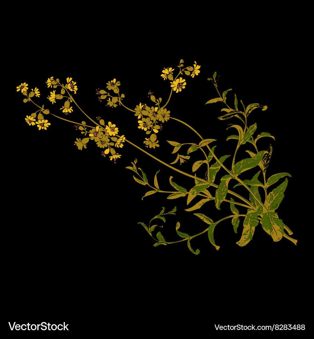 Botanical branches with flowers isolated herbal Vector Image