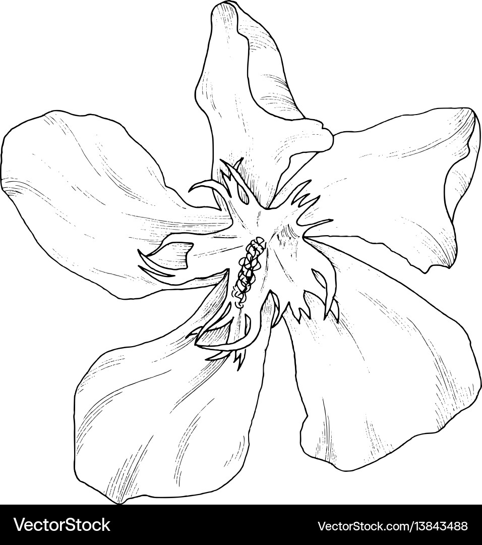 Flower ink sketch isolated on white background Vector Image
