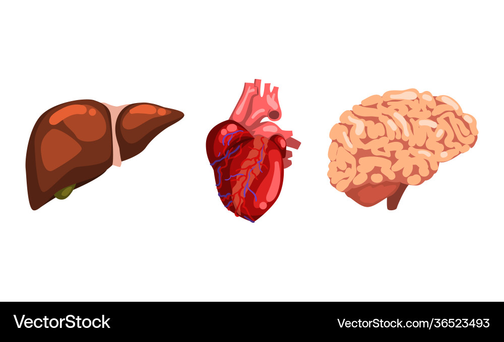 Human liver heart brain internal organs set Vector Image