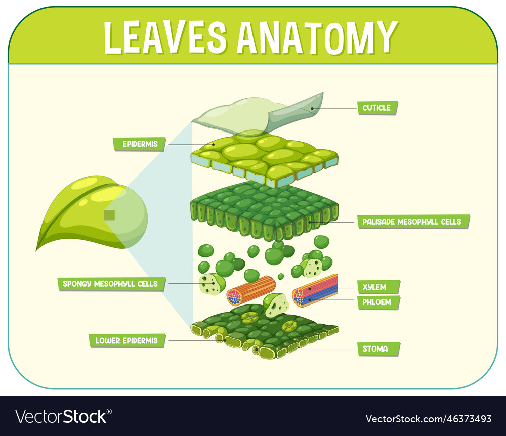 Internal structure of leaf diagram Royalty Free Vector Image