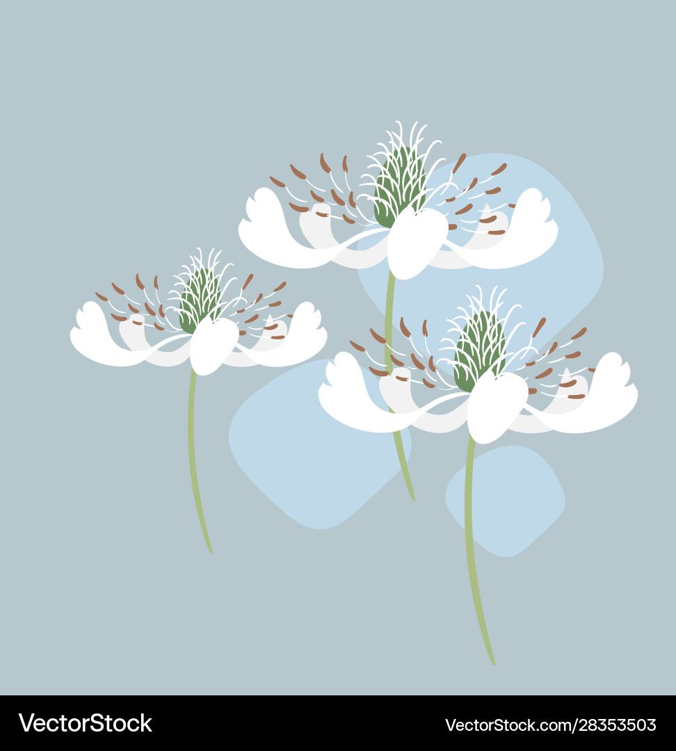 Blue white flowers card floral design element Vector Image