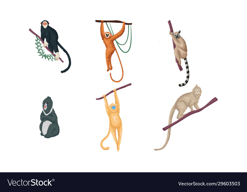 Set different species monkeys Royalty Free Vector Image Set different species monkeys Royalty Free Vector Image