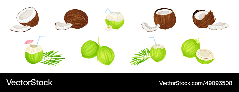 Whole and cracked coconut with hard shell and Vector Image