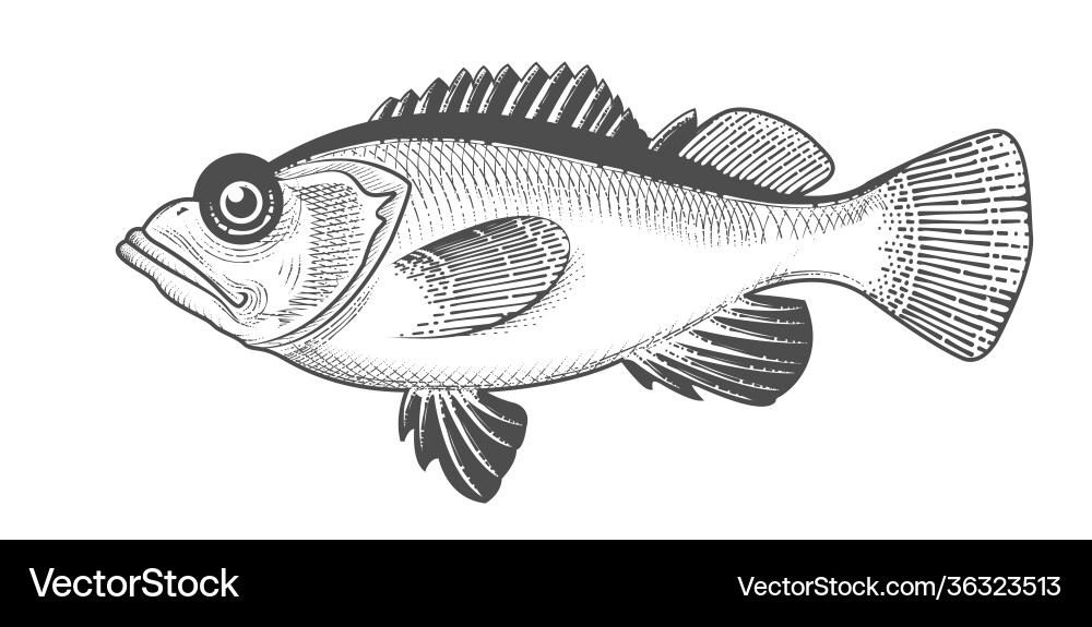 Rosefish sketch hand drawn ocean perch or widow Vector Image