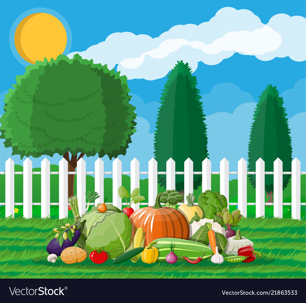 Garden harvest with vegetables Royalty Free Vector Image