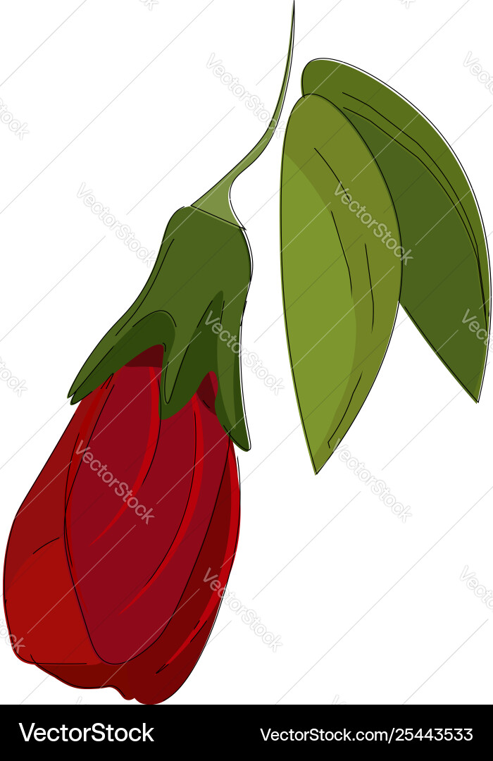 Image carcade flower -hibiscus china rose Vector Image