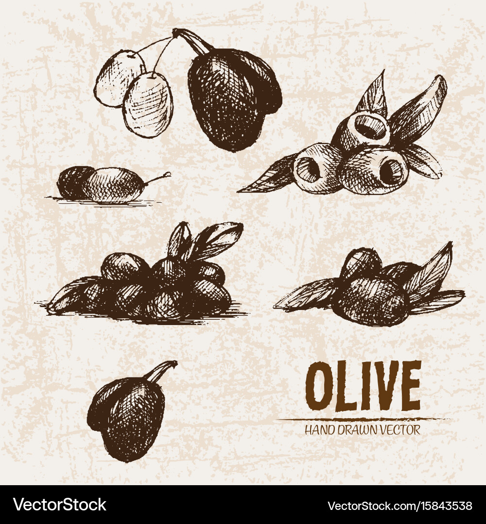 Digital detailed line art olive Royalty Free Vector Image