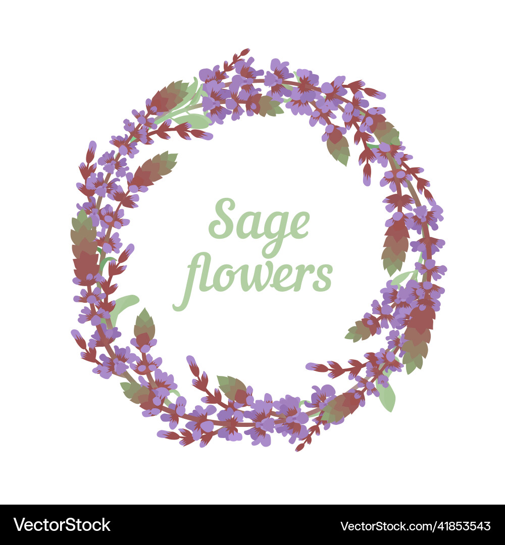 Sage or salvia flower wreath Royalty Free Vector Image