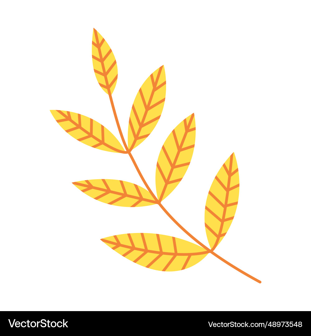 Autumn ash tree leaf Royalty Free Vector Image