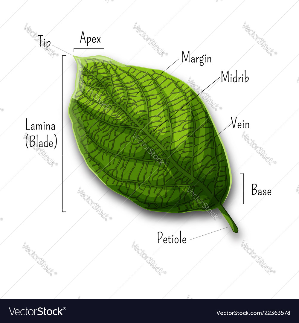 Basic Leaf Parts External Structure Infographics Vector Image