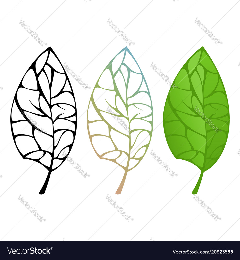 Tree leaf isolated Royalty Free Vector Image - VectorStock