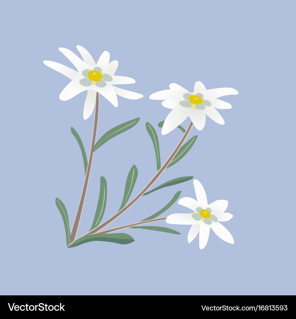Edelweiss flowers and leaves Royalty Free Vector Image