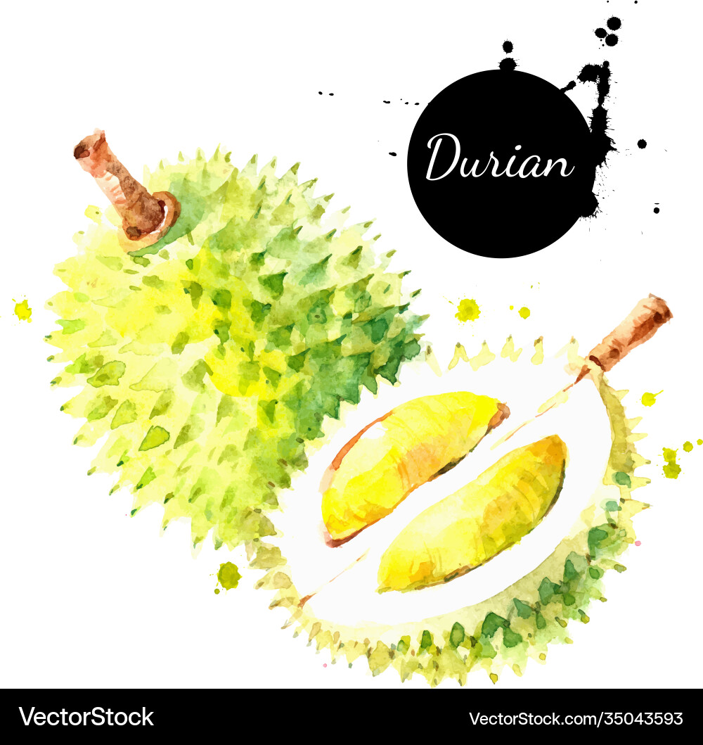 Watercolor hand drawn durian fruit painted Vector Image