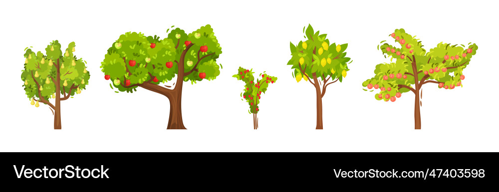 Fruit and berry tree bush with green crown Vector Image