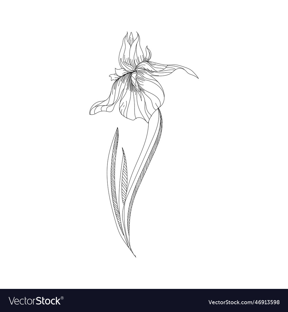 Hand Drawn Orchid Flowers Hand Drawn Flower Vector Image