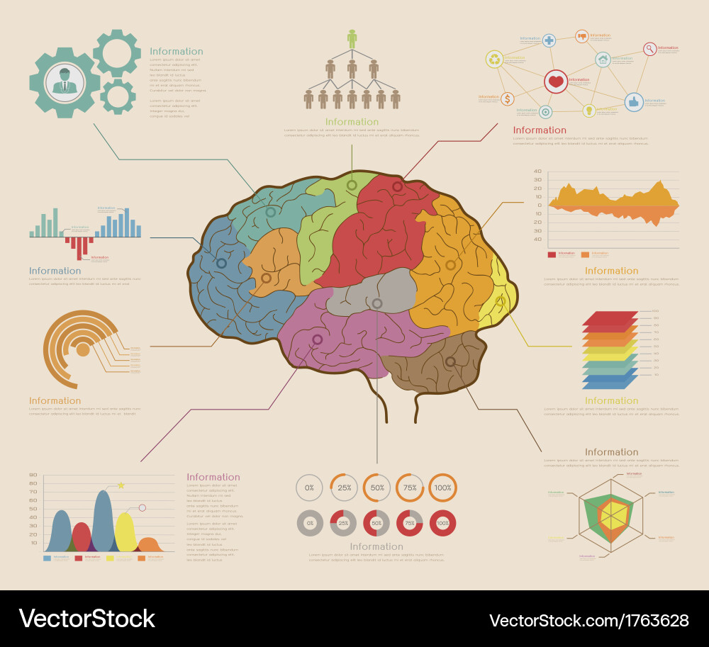 Infographic elements brain concept Royalty Free Vector Image