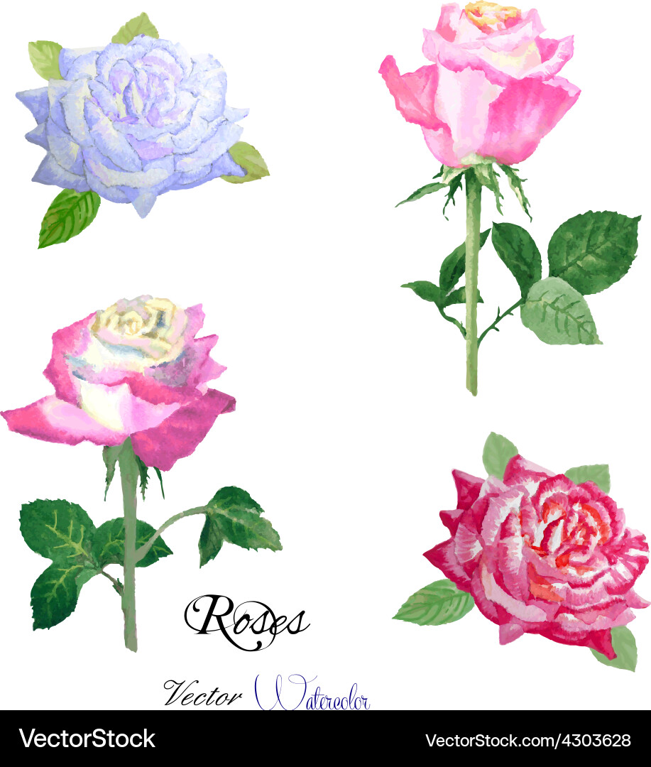 Roses watercolor flowers Royalty Free Vector Image
