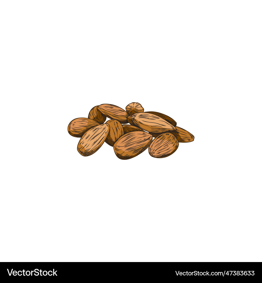 Almond nuts pile hand drawn sketch Royalty Free Vector Image