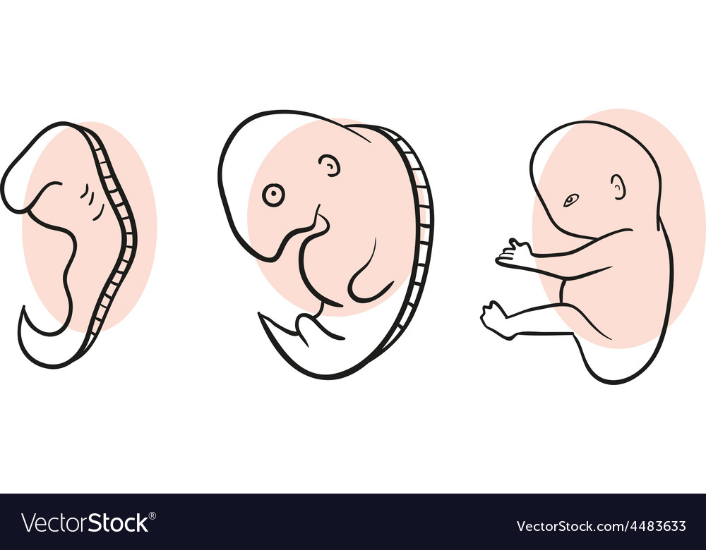 Fetus Royalty Free Vector Image - VectorStock