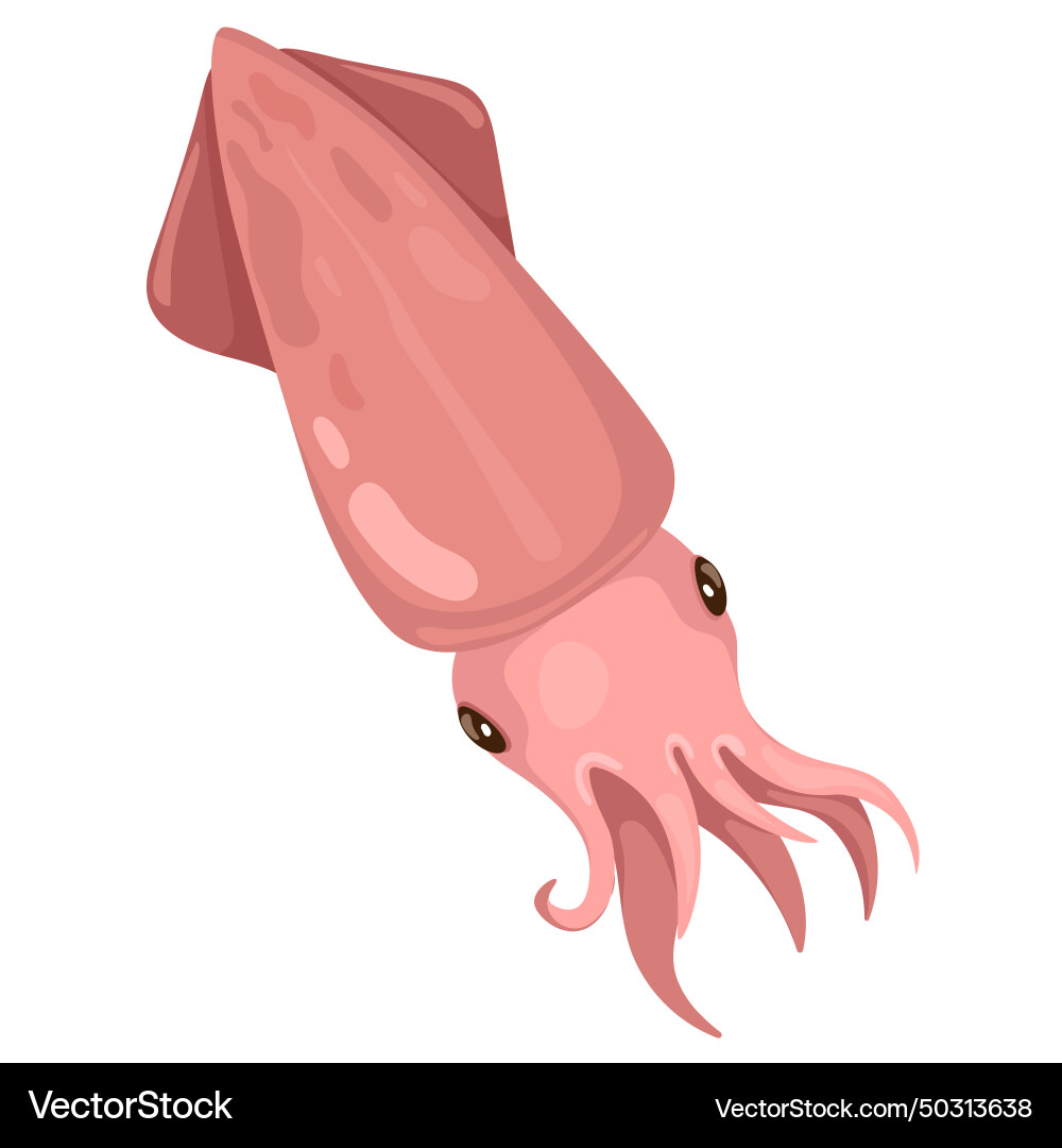Fresh sea fish squid seafood Royalty Free Vector Image