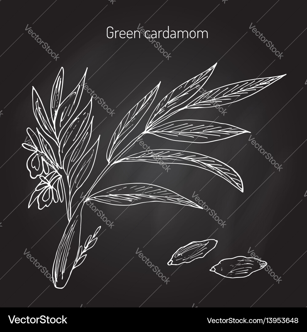 Aromatic plant green or true cardamom Royalty Free Vector