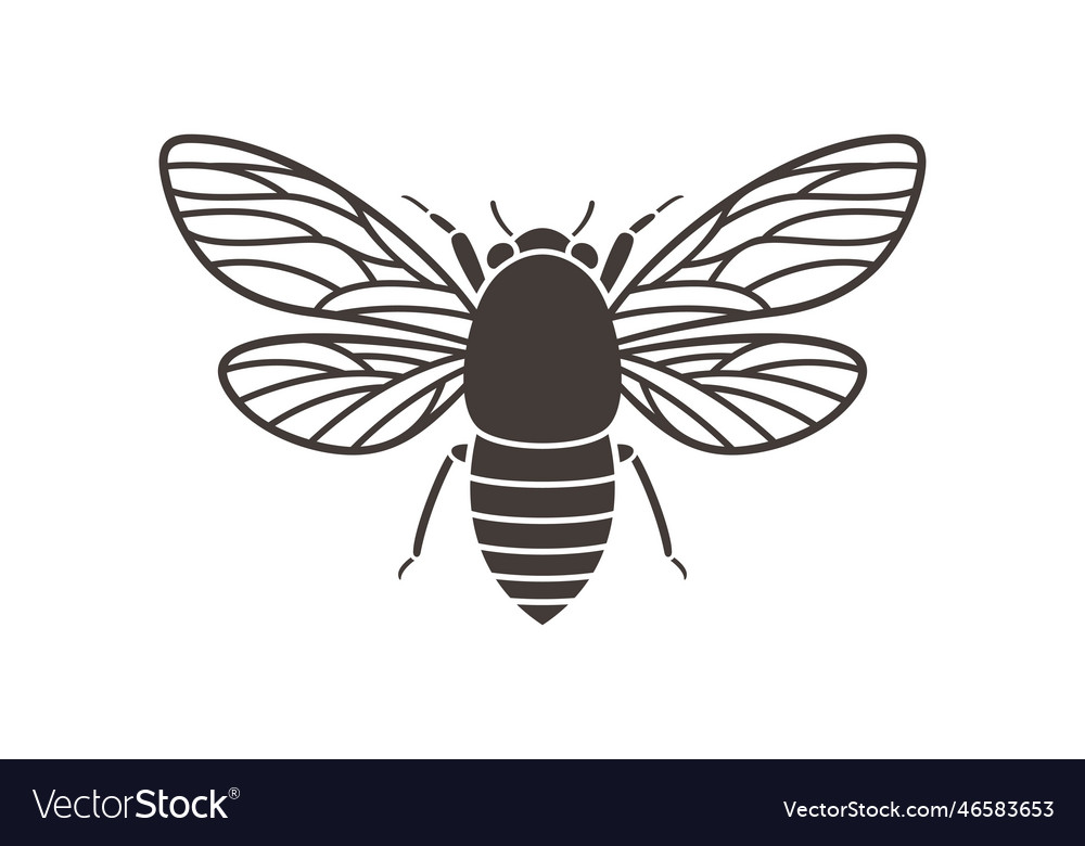 Cicada Royalty Free Vector Image - VectorStock