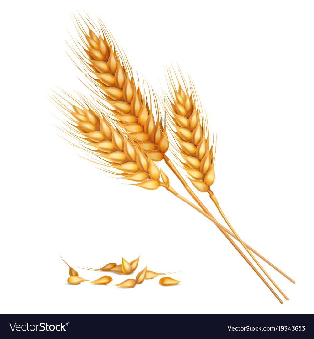 Realistic wheat composition Royalty Free Vector Image