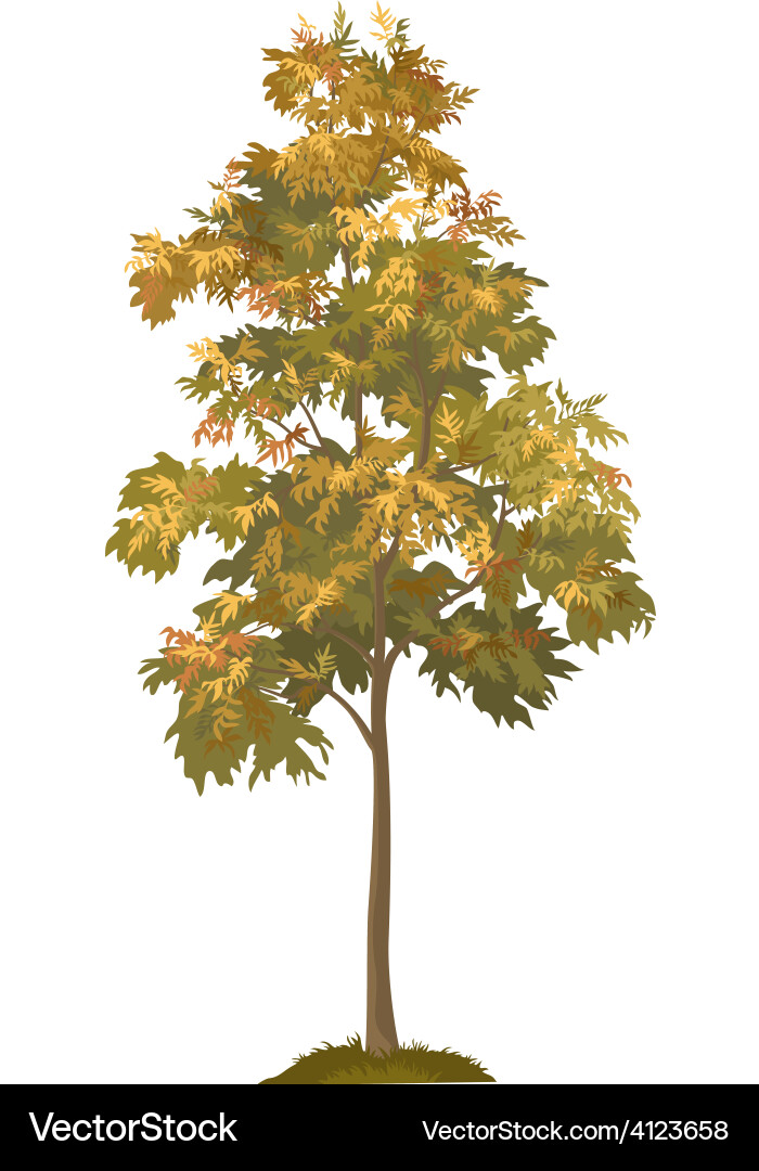 Acacia autumnal tree and grass Royalty Free Vector Image