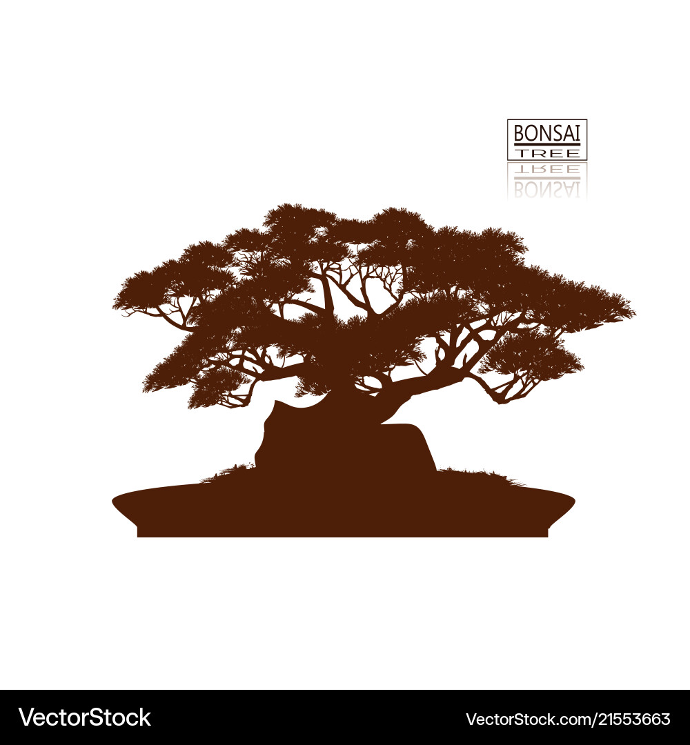 Bonsai tree japanese and chinese trees Royalty Free Vector