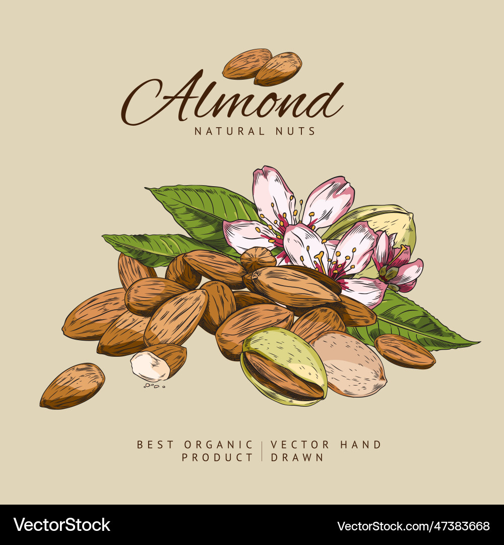 Almond nuts advertising banner hand drawn colored Vector Image