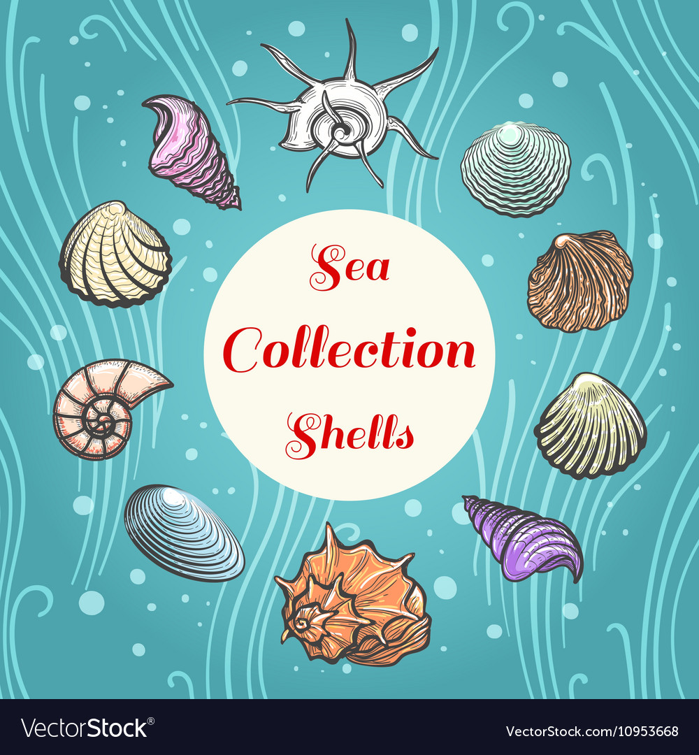 Sea shells composition with text Royalty Free Vector Image