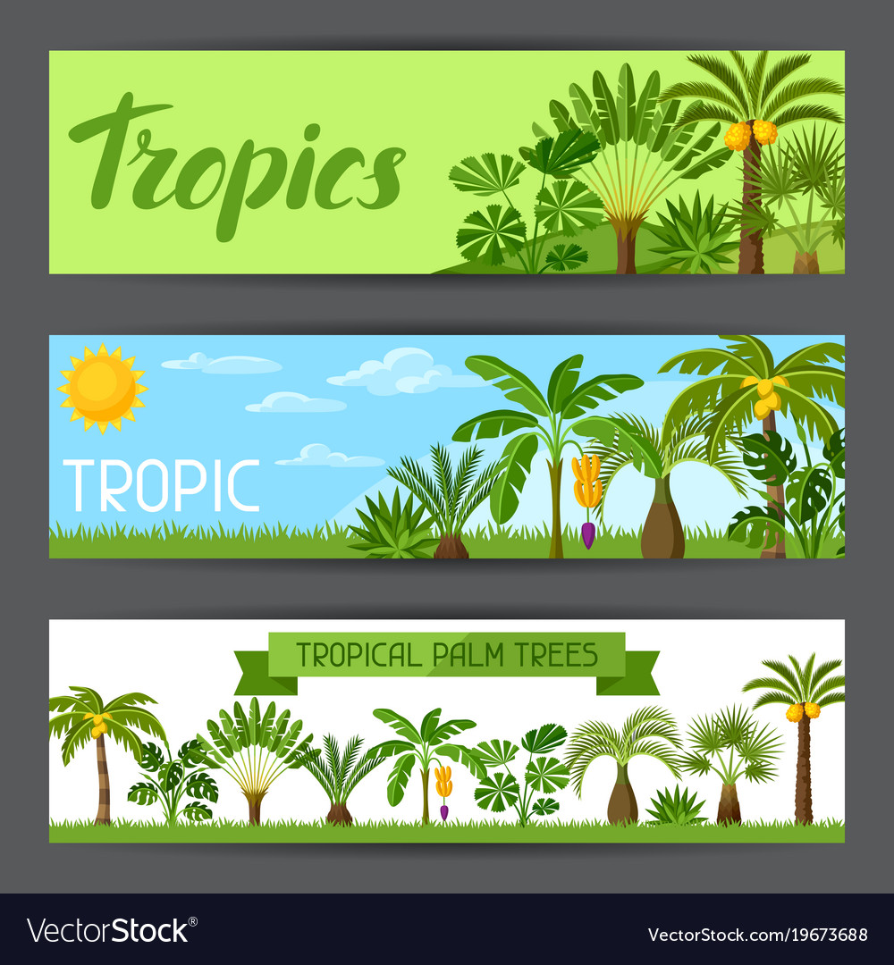 Banners with tropical palm trees exotic Royalty Free Vector