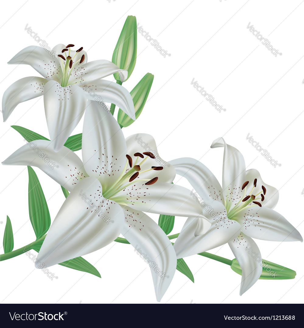 Flower lily isolated on white background Vector Image