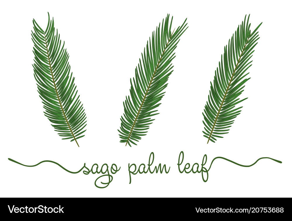 Leaves of sago palm elements set botany hand Vector Image
