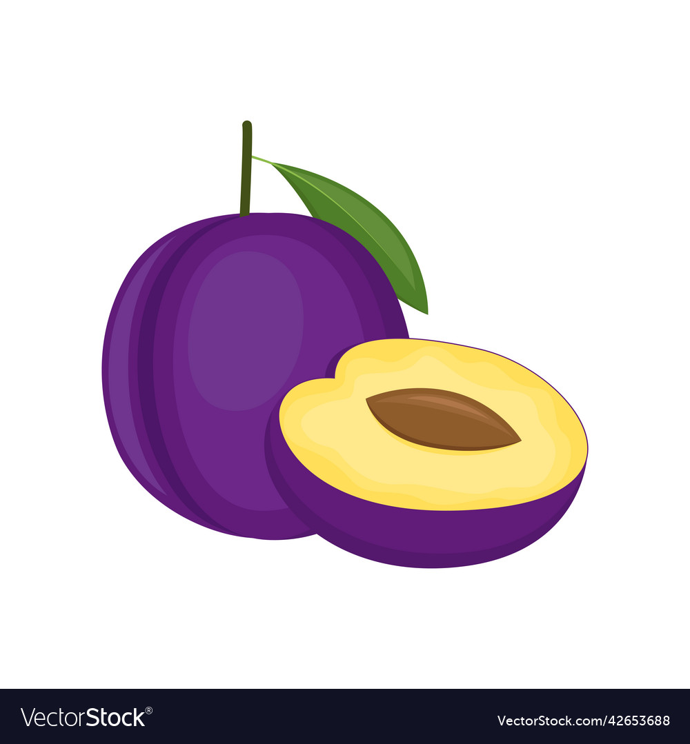 Plum whole fruit and cut half isolated on white Vector Image