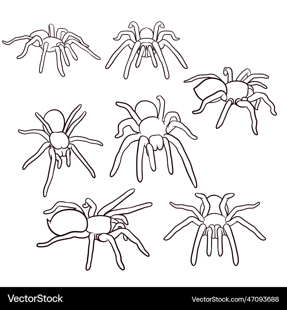 Set of hand drawn spider Royalty Free Vector Image