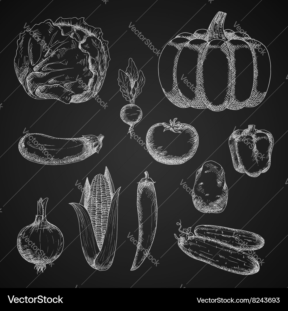 Autumn farm vegetables chalk sketches Royalty Free Vector